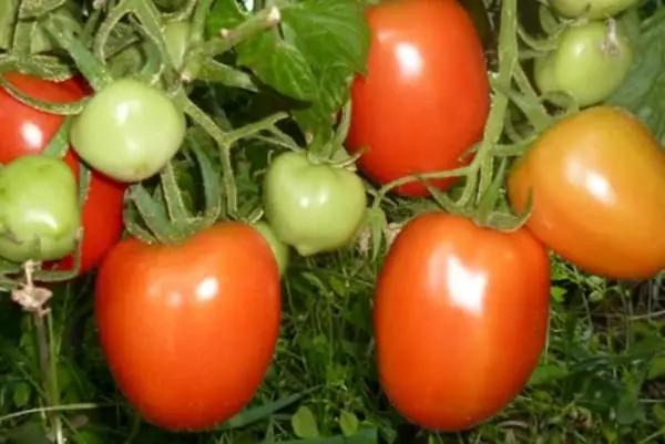 Bušų pomidorų stolypin.