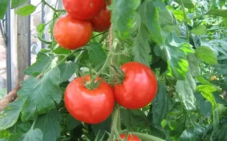 Arbustos de vizconde de tomate