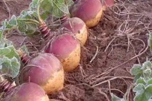 Shuruucda Beerista abuurka iyo daryeelka cadayaalka ee dhulka furan, oo ay tahay in la beero oo la beero