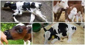小牛，治療和預防帕拉託的原因及症狀
