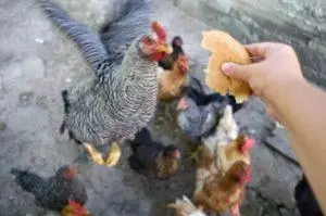 Er det mulig å gi kyllinger og sykepleiere brød, jernholdig fôring med svart og hvitt produkt
