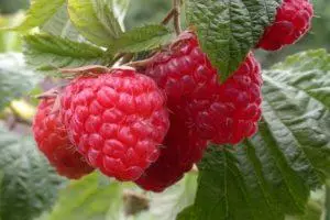 Raspberry sinfining Tagian-ning tavsifi va hosilini, qo'nish va parvarish qilish