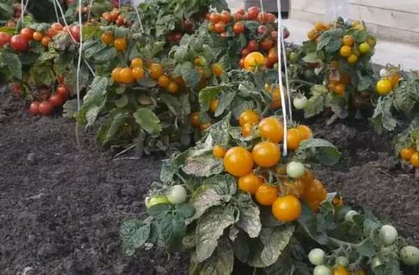 정원에서 토마토를 스탬프