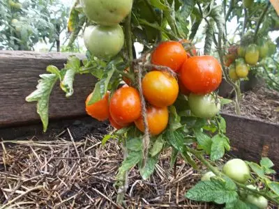 Bushes tomat amursy tumpukan