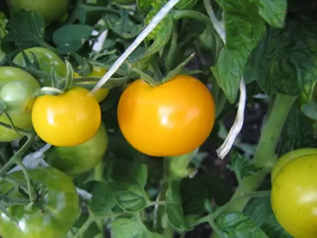 Tomato Antoshka.