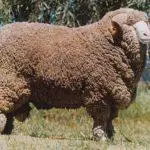 سٺن ر sheep ن جي نسل: مٿيون 6 ذاتون، خاصيتون ۽ خاصيتون، چونڊ ڪيئن ڪجي 6275_13