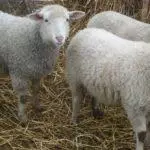 Pasmina fine ovce: Top 6 vrsta, značajke i karakteristike, kako odabrati 6275_17