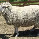 سٺن ر sheep ن جي نسل: مٿيون 6 ذاتون، خاصيتون ۽ خاصيتون، چونڊ ڪيئن ڪجي 6275_18