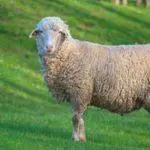 Raça d'ovelles fines: les 6 millors espècies, característiques i característiques, com triar 6275_19