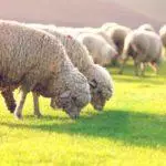 Raça d'ovelles fines: les 6 millors espècies, característiques i característiques, com triar 6275_21