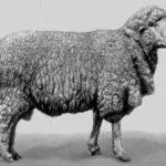 سٺن ر sheep ن جي نسل: مٿيون 6 ذاتون، خاصيتون ۽ خاصيتون، چونڊ ڪيئن ڪجي 6275_22