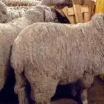 سٺن ر sheep ن جي نسل: مٿيون 6 ذاتون، خاصيتون ۽ خاصيتون، چونڊ ڪيئن ڪجي 6275_4