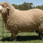 Breed of Fine Sheep: Nangungunang 6 species, mga tampok at katangian, kung paano pumili 6275_5