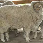 Breed of Fine Sheep: Nangungunang 6 species, mga tampok at katangian, kung paano pumili 6275_8