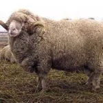 Breed of Fine Sheep: Nangungunang 6 species, mga tampok at katangian, kung paano pumili 6275_9