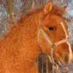 Zabaykalskaya Curly Horse: The ցեղատեսակի նկարագրությունը, դիետան եւ բուծումը 6278_3