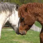 Zabaykalskaya Curly Horse: Descrição da raça, dieta e reprodução 6278_6