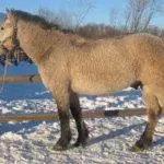Zabaykalskaya kıvırcık at: cins, diyet ve ıslahın açıklaması 6278_7