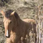 Zabaykalskaya Curly Horse: Descrição da raça, dieta e reprodução 6278_8