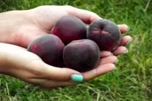 Apricot प्रजातिहरूको विवरण कालो राजकुमार र यसको विशेषताहरू, स्वाद र कृषि