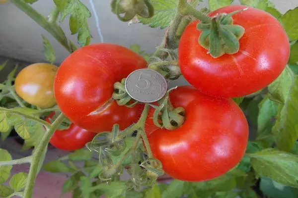 Nexweşiya tomato