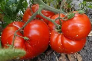 Danasîna Deryaya Tomato, Taybetmendiyên Mezin û Harvest