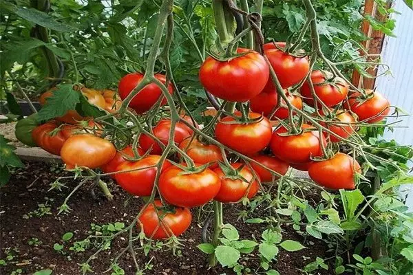 Awọn tomati ti o dagba
