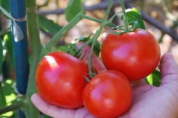 Əlində pomidor