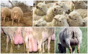 Pohledy a příznaky mastitidy v ovcích, léčbu doma a prevence