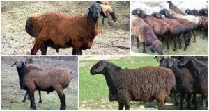 Description and characteristics of the Baranov of the Gissar breed, their advantages and disadvantages