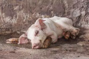 सूअर की बीमारियों के लक्षण और लक्षण, उनके उपचार और रोकथाम