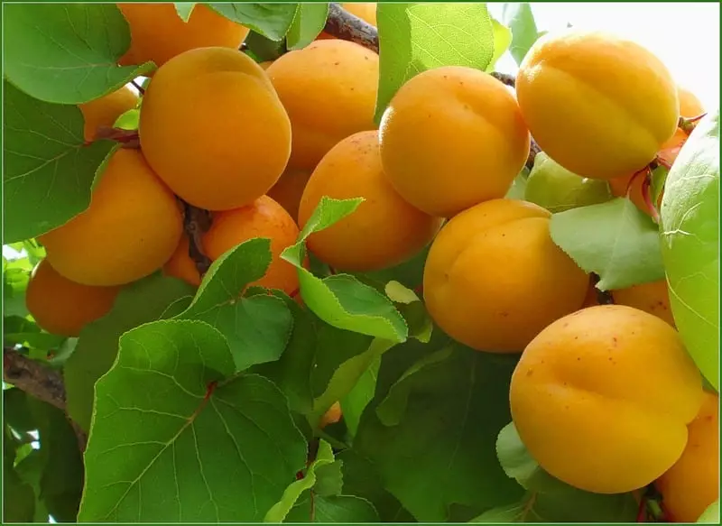 Apricot Zhigulevsky Souvenir.