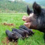 伊比利亞豬：從Habugo市的品種描述，其維護和繁殖 6298_1