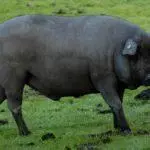 الخنزير الإيبيري: وصف السلالة من مدينة Habugo، وصيانتها وتربية 6298_11