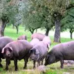 イベリアン豚：塩人の街からの品種の説明、その維持管理および繁殖 6298_3