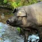 Iberyjska świnia: opis rasy z miasta Hadugo, jego utrzymanie i hodowla 6298_7