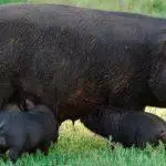 イベリアン豚：塩人の街からの品種の説明、その維持管理および繁殖 6298_8
