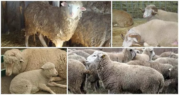 Tsigay-ras van schapen: beschrijving en kenmerken, inhoudsregels