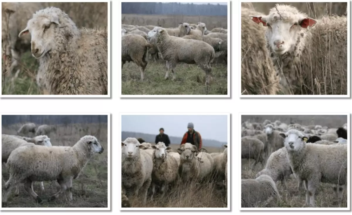 Tsigay品種綿羊的描述和特徵，他們的內容規則