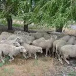 Tsigay綿羊：描述和特徵，內容規則 6299_5