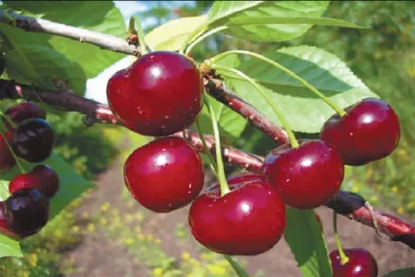 fruit mûri