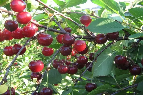 Overripe berries