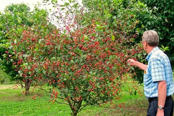 Tamaloa ma le laau