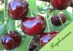 Faʻamatalaga ma foliga o Cherry Bright Podbelskaya, Faʻalauiloaina talaʻaga, tuputupu aʻe ma le tausiga