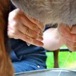 Berapa kali untuk susu kambing selepas tingkap: peraturan untuk pelaksanaan dan kekerapan setiap hari 6306_10