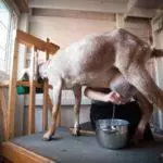 ¿Cuántas veces a la cabra de leche después de una ventana: las reglas de ejecución y frecuencia por día? 6306_3