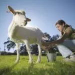 Скільки разів доїти козу після окоту: правила виконання і частота в день 6306_5