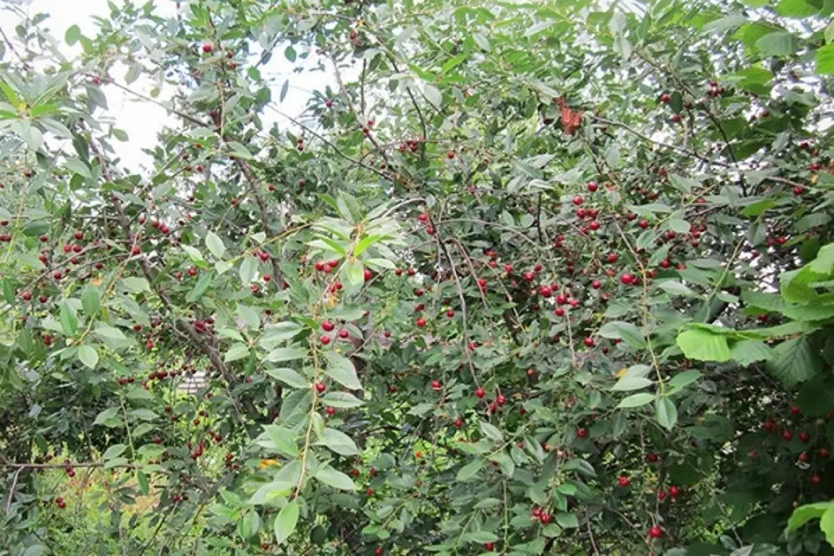 קרן דובדבן