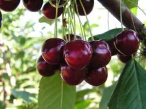 Paglalarawan at mga katangian ng iba't ibang cherries enikev memory, ani at paglilinang