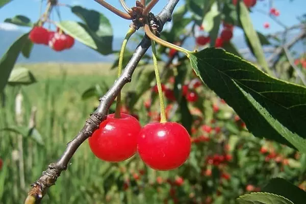 Fruit op een tak